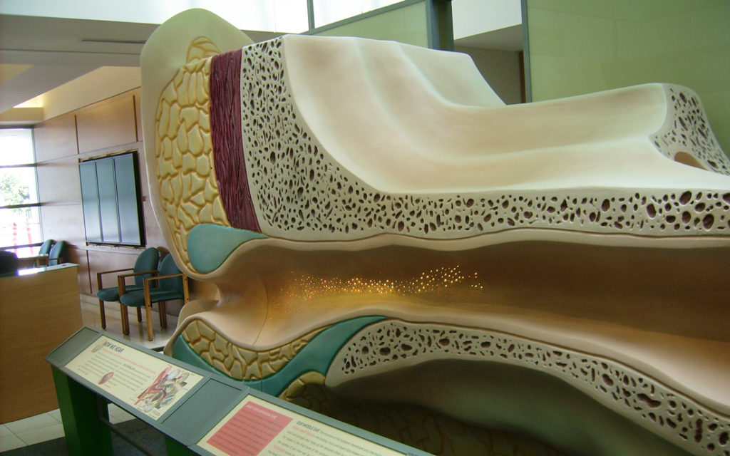 Ear Canal Display - Technifex